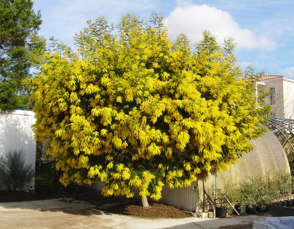 Plantation et entretien du mimosa : guide complet en 2026