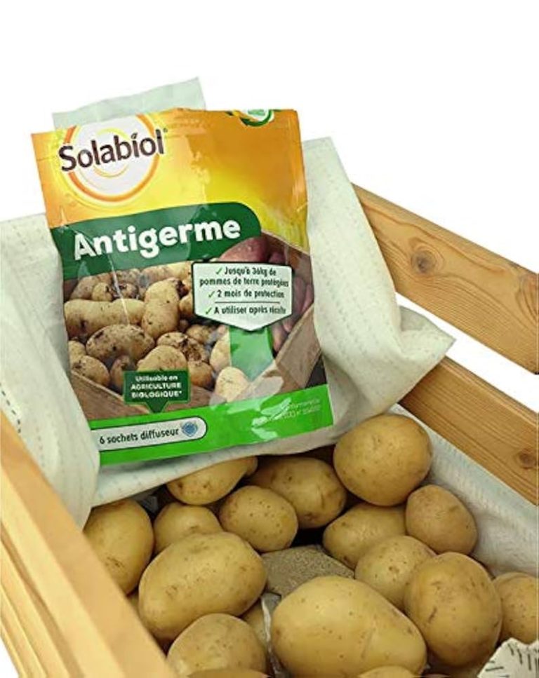 Anti Germe Pomme De Terre En Espagne