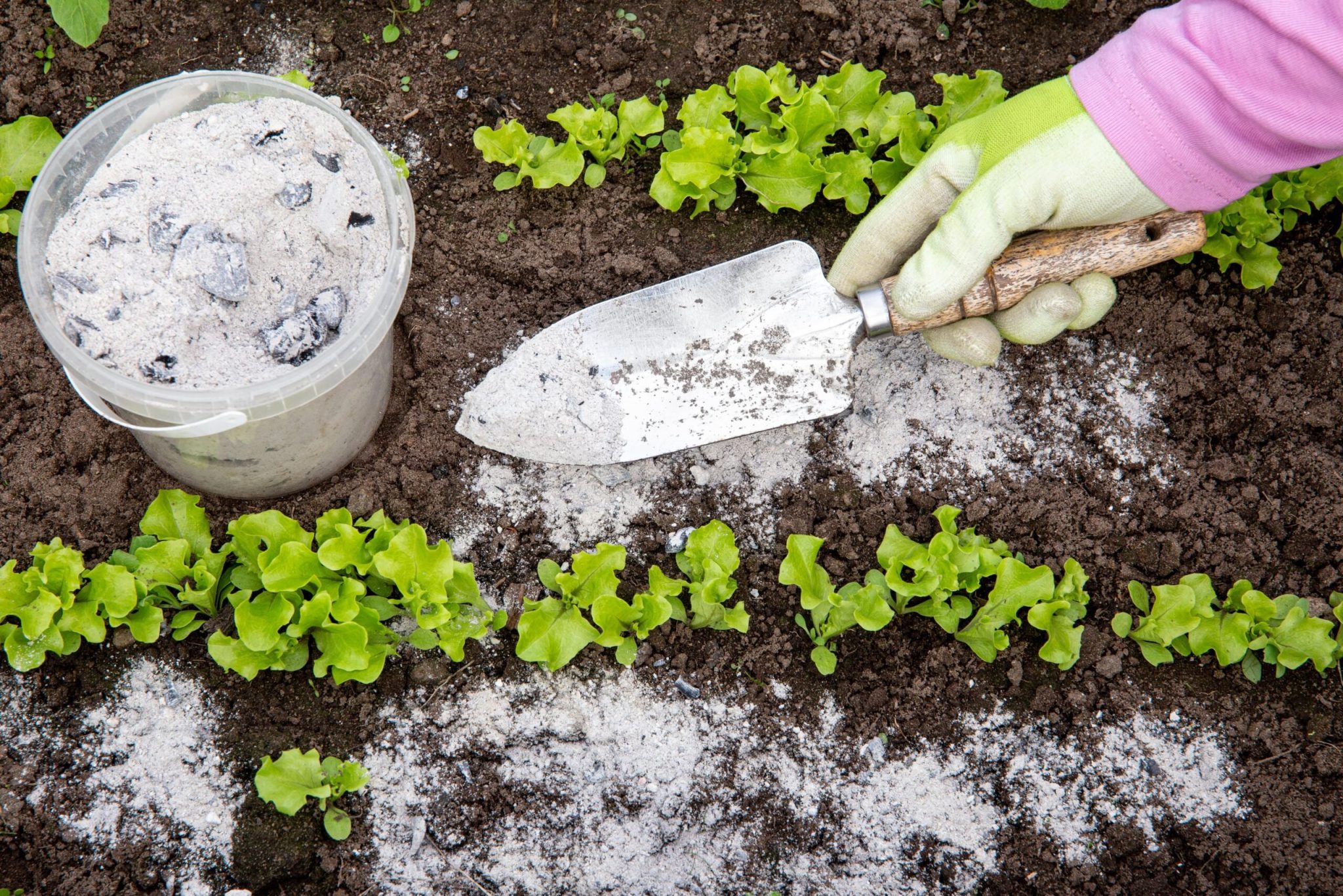 Cendre de bois : l'engrais idéal pour votre potager